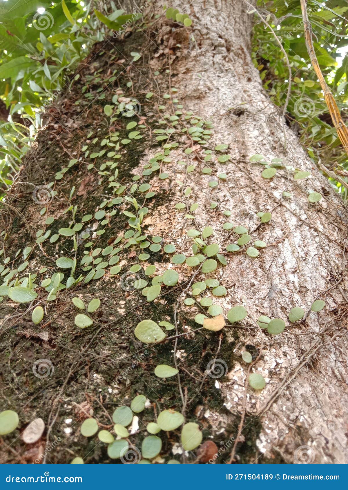 The Beauty of the Vines on the Tree Stock Image - Image of forest ...