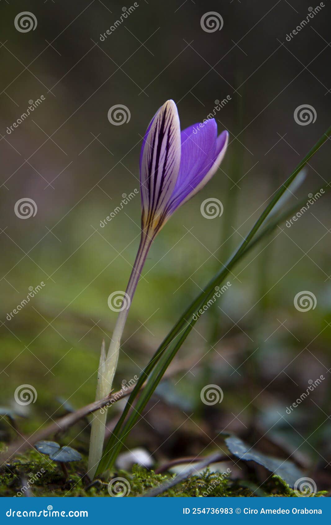 Beauty violet crocus stock image. Image of white, flora - 254736983