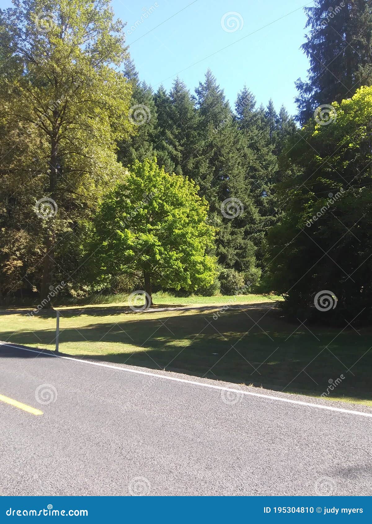 Beauty of Washington state stock photo. Image of leaf - 195304810