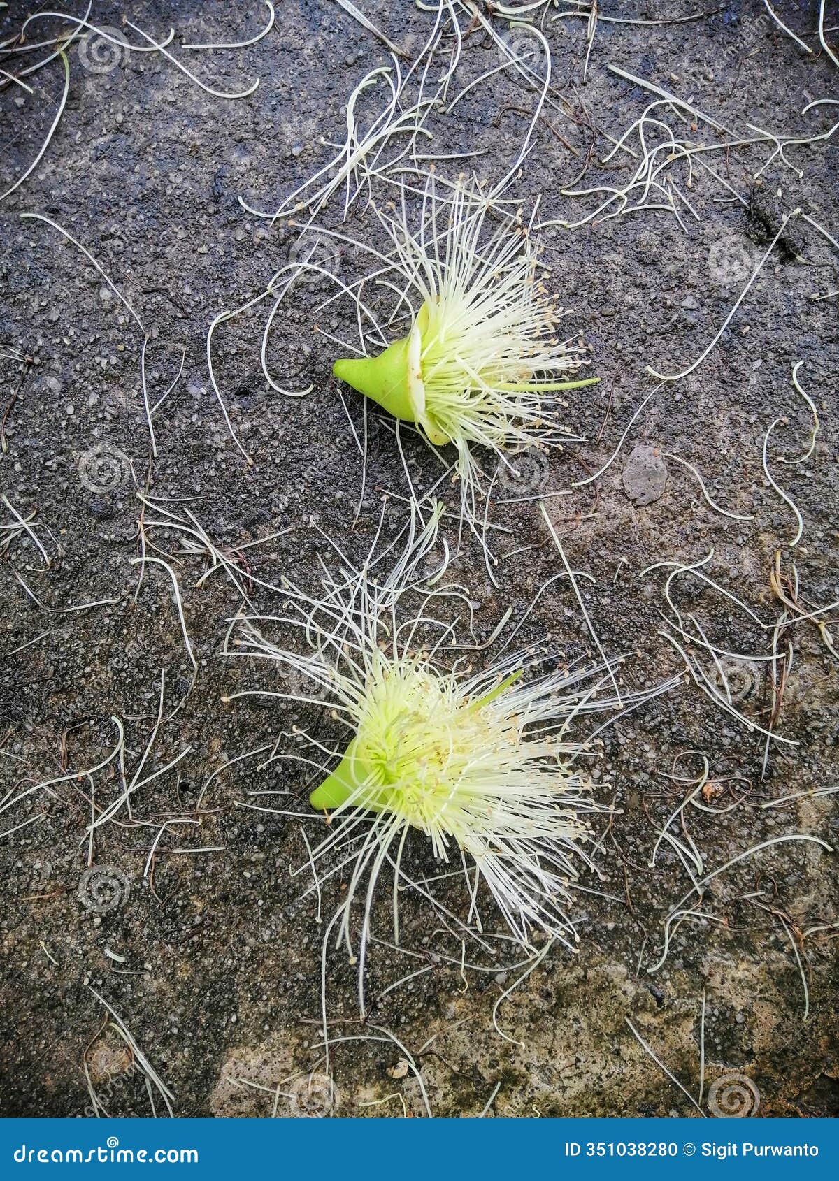 The Beauty of Water Guava Flowers Falling on the Ground Stock Photo ...