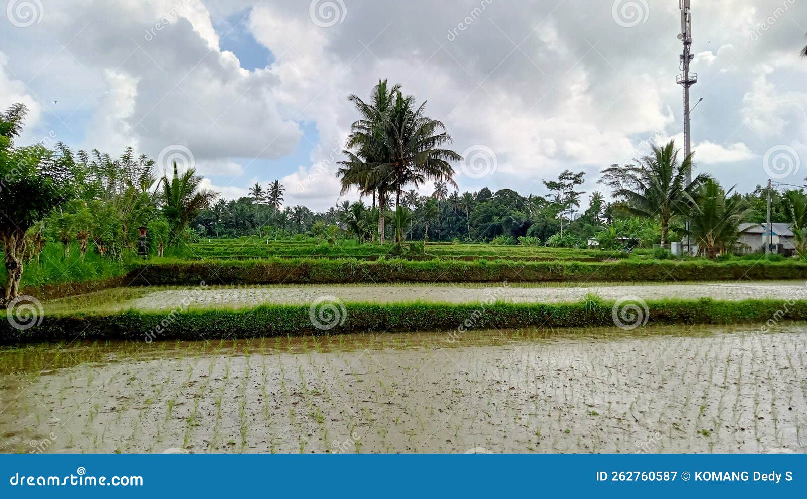 The Beauty of Wet Rice Fields Stock Image - Image of rice, beauty ...