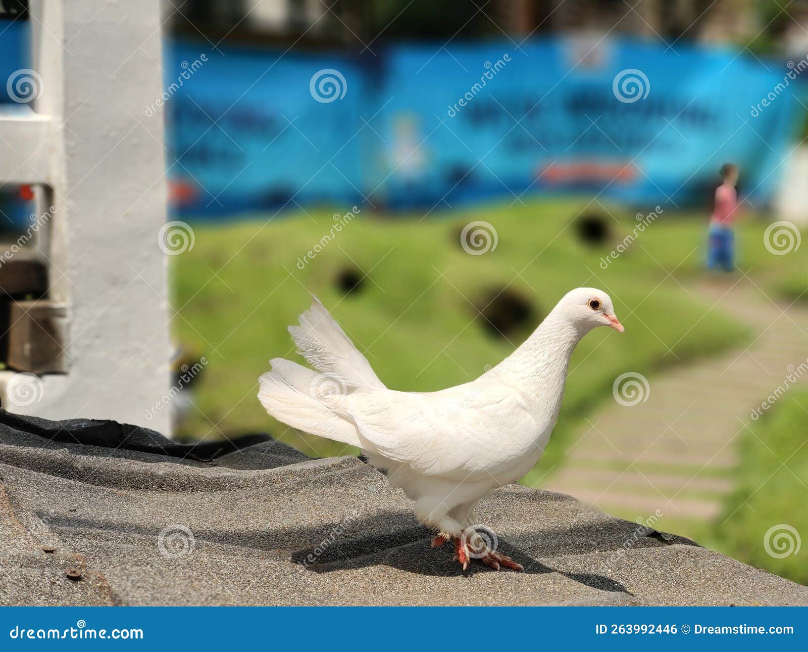 Beauty White Dove stock photo. Image of whitedove, dove - 263992446