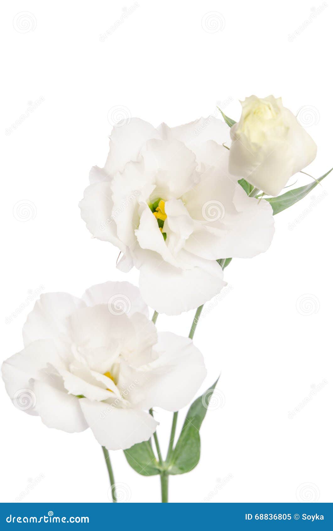 Beauty White Flowers. Eustoma Stock Image - Image of bouquet ...