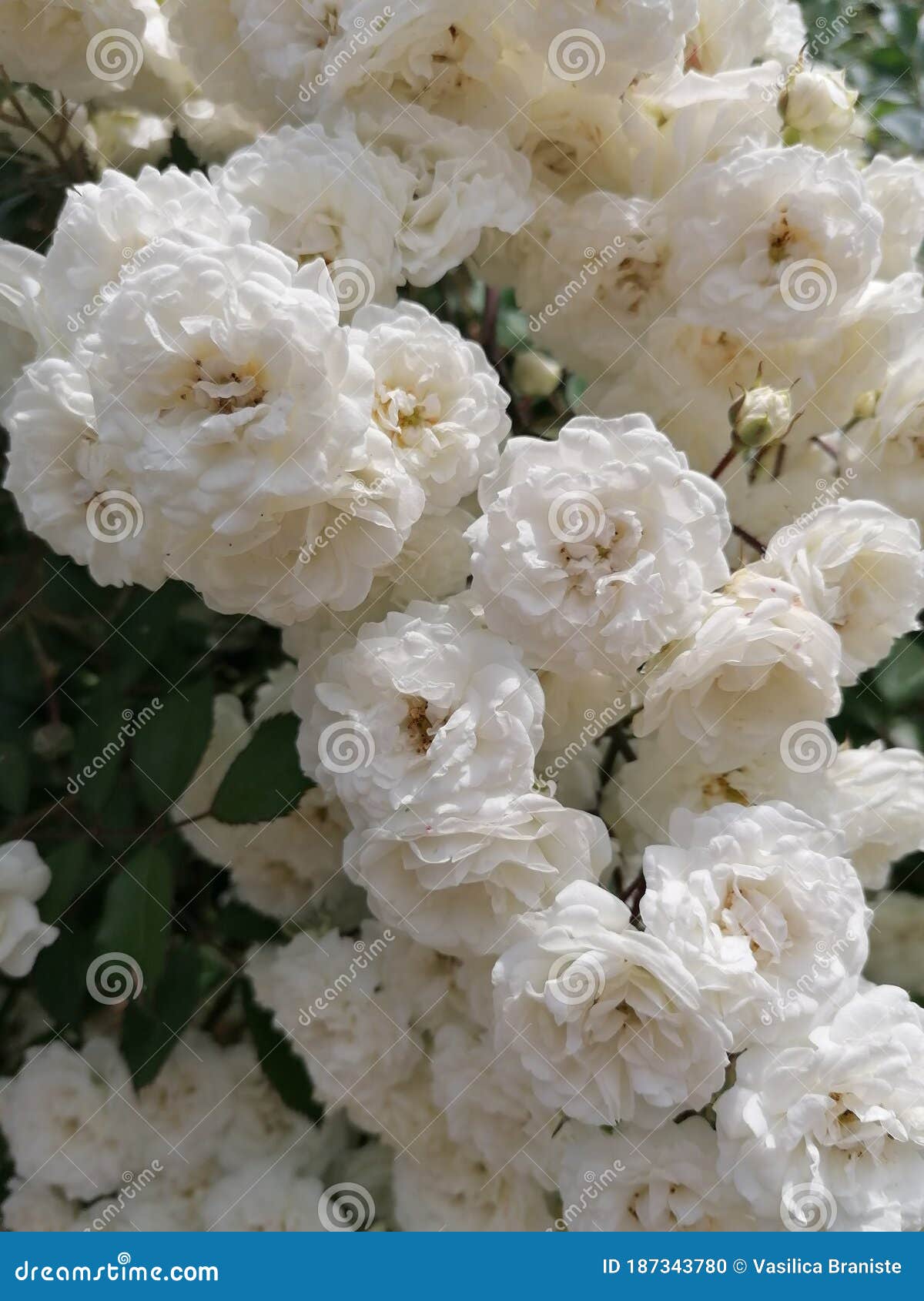 The Beauty of White Little Roses Stock Photo - Image of little, roses ...