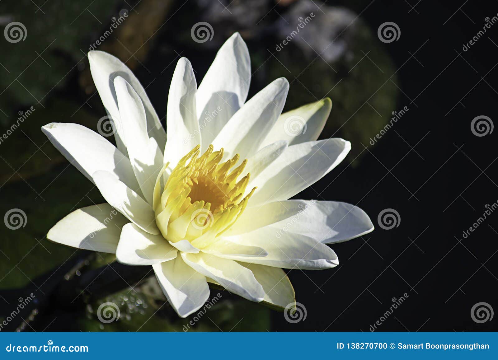 The Beauty of the White Lotus Bloom in Ponds Stock Photo - Image of ...