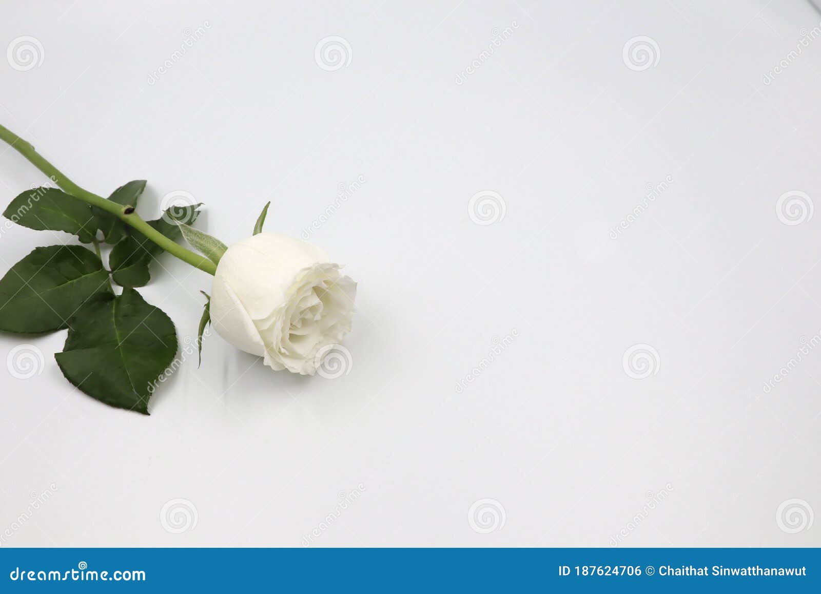 White Rose Isolated on White Background Stock Photo - Image of cream ...