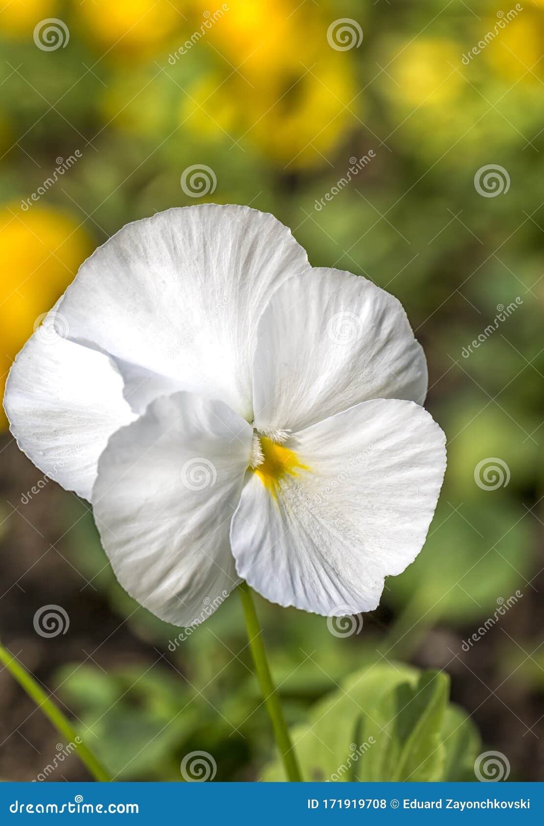 Beauty White Viola Flower Spring on a Sunny Day. Stock Photo - Image of ...