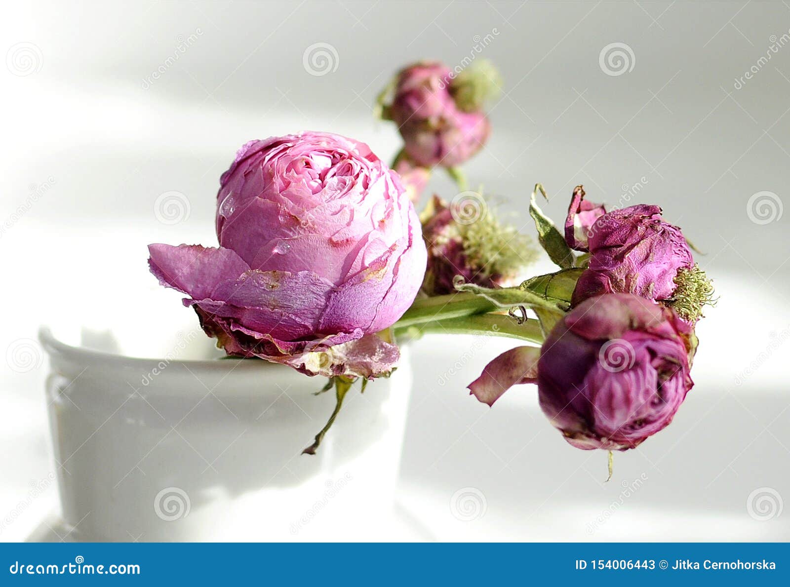 The Delicate Beauty of Fading Purple Roses Stock Image - Image of ...