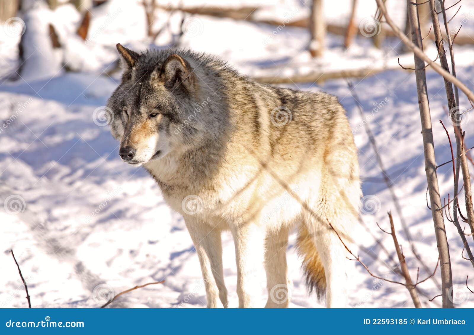 Beauty wolf stock image. Image of nature, wolf, mammal - 22593185