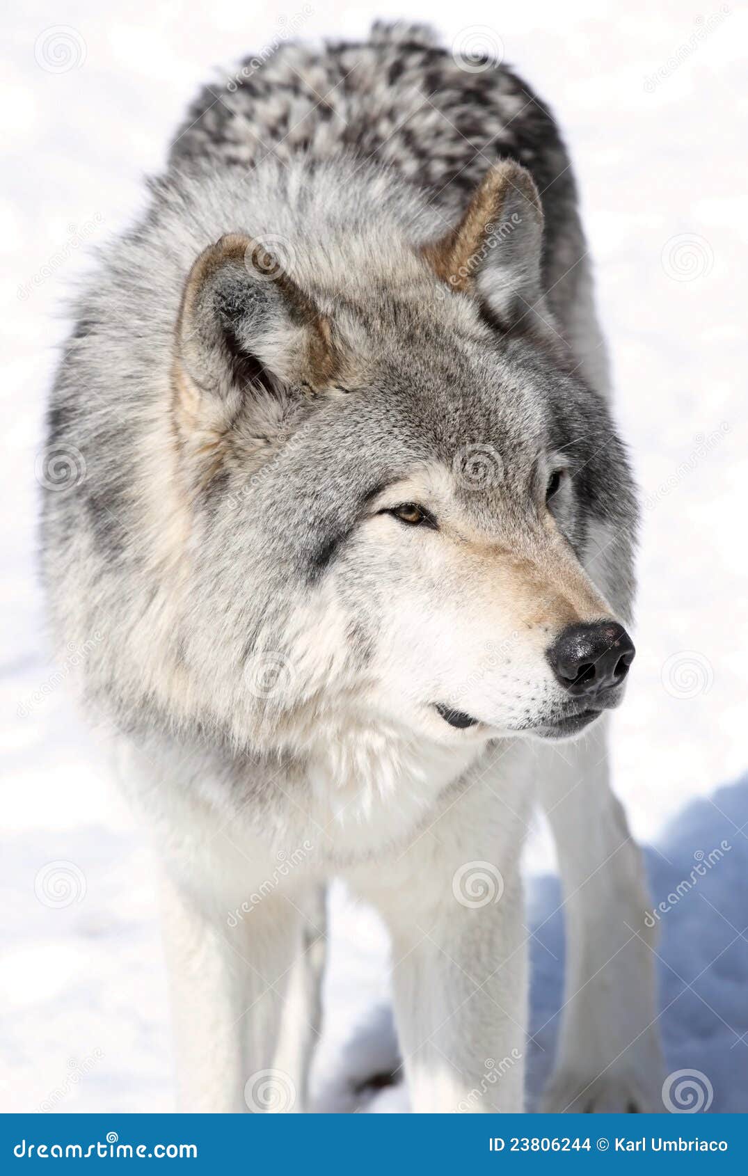 Beauty wolf stock photo. Image of nature, mammal, canada - 23806244