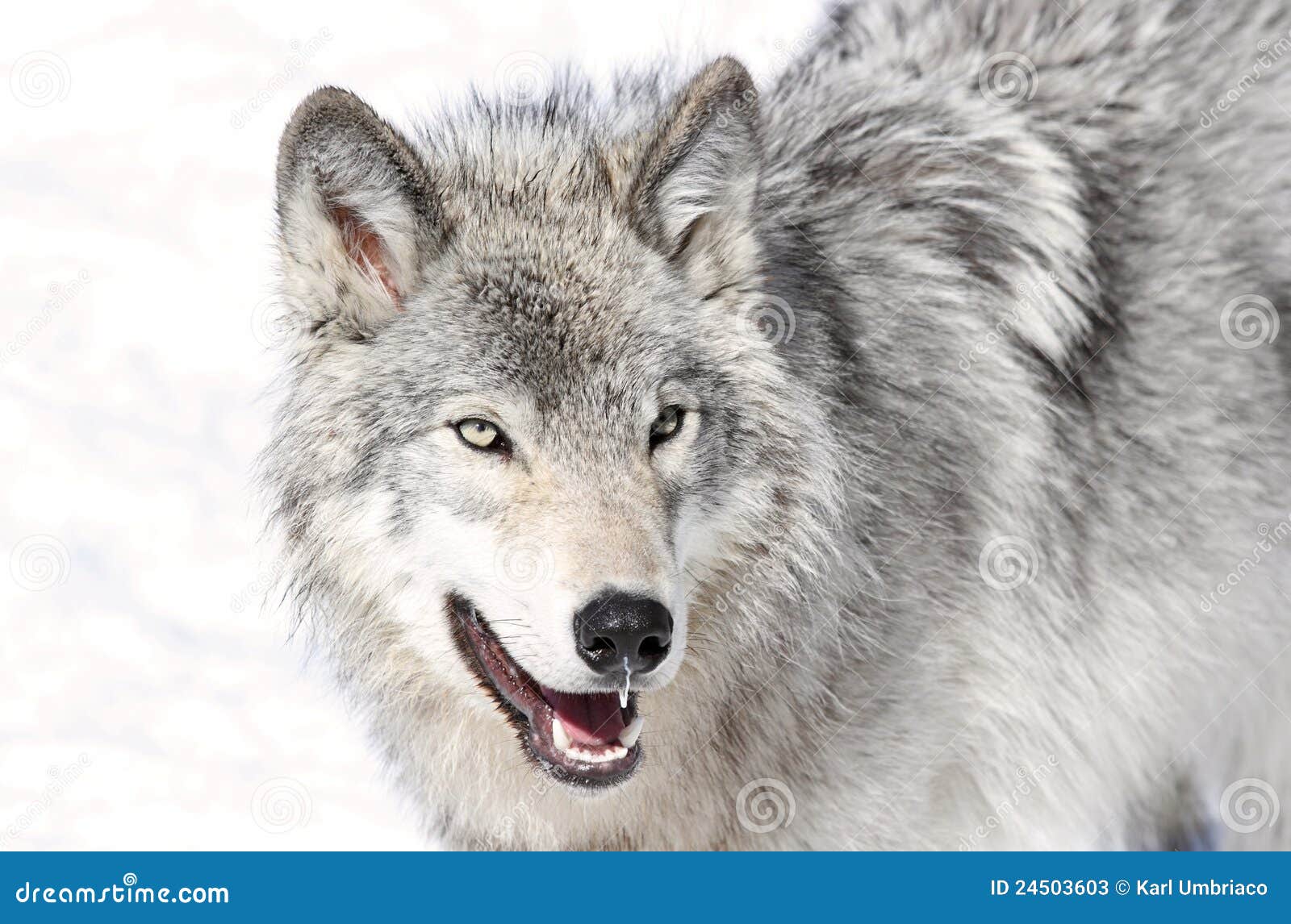 Beauty wolf stock image. Image of mammal, wolf, winter - 24503603