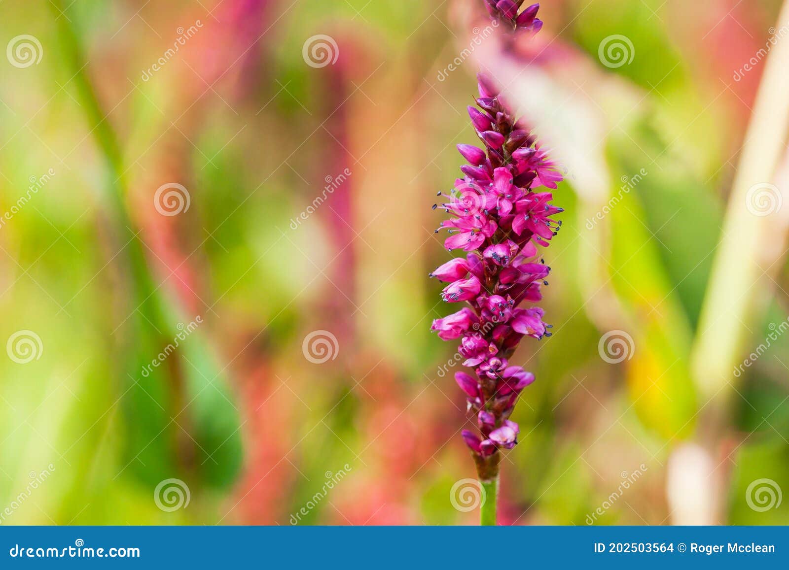 Firetail Flower Beauty Wrap Stock Photo - Image of wrap, flowers: 202503564