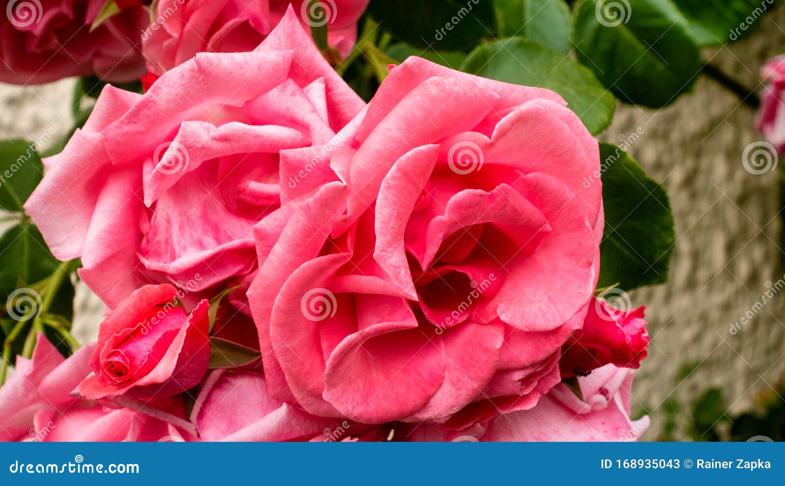 Beautyful Blooming Red Rose Stock Image - Image of flower, beautiful ...