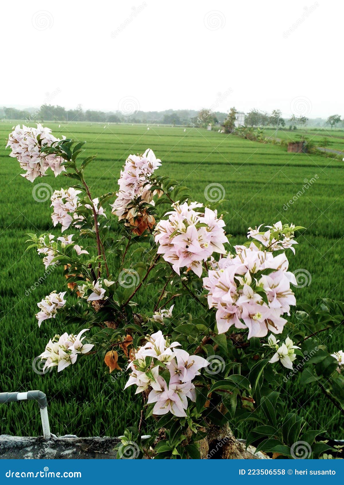 Beautyful Bougenvil Flower on the Rooftop Stock Photo - Image of ...