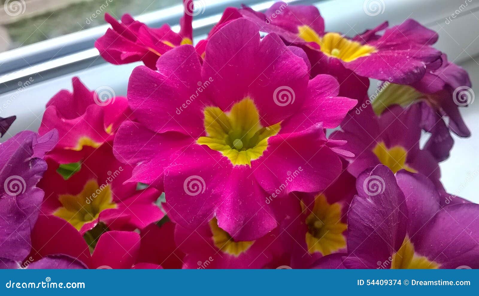 Beautyful pink flower stock photo. Image of pink, inside - 54409374