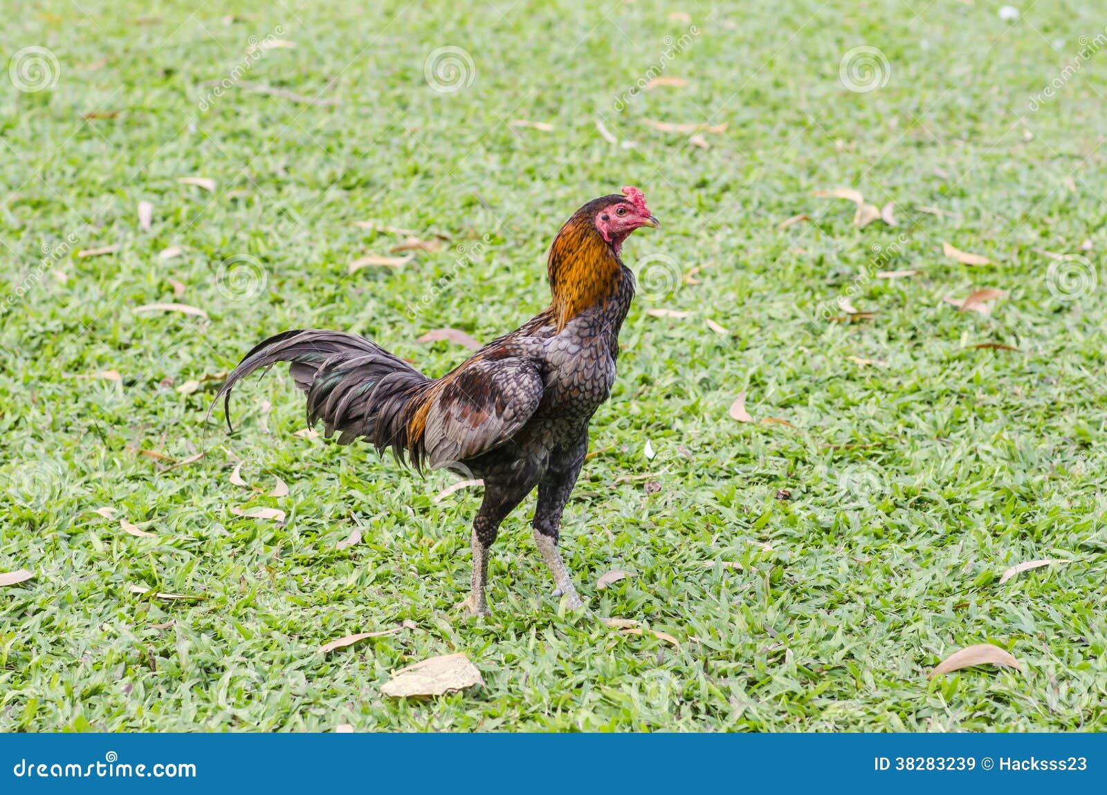 Beautyful thai Roosters stock image. Image of cockrel - 38283239