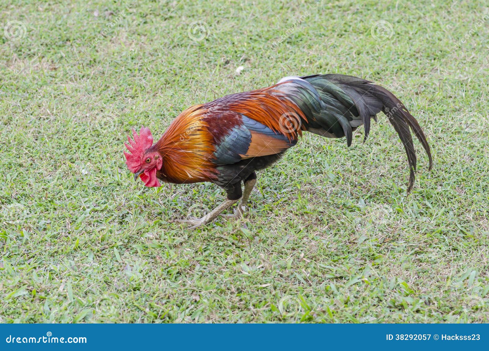 Beautyful thai Roosters stock image. Image of grand, dominant - 38292057