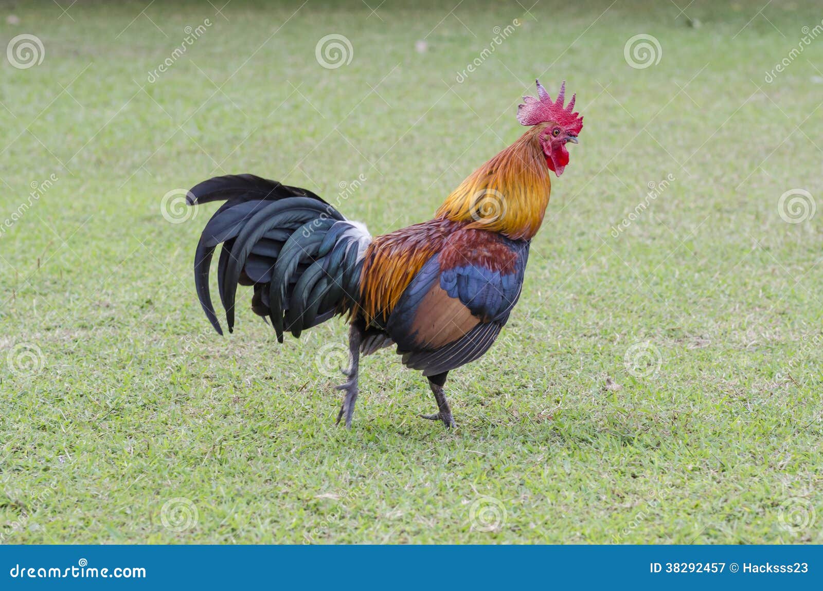 Beautyful thai Roosters stock image. Image of foul, animal - 38292457