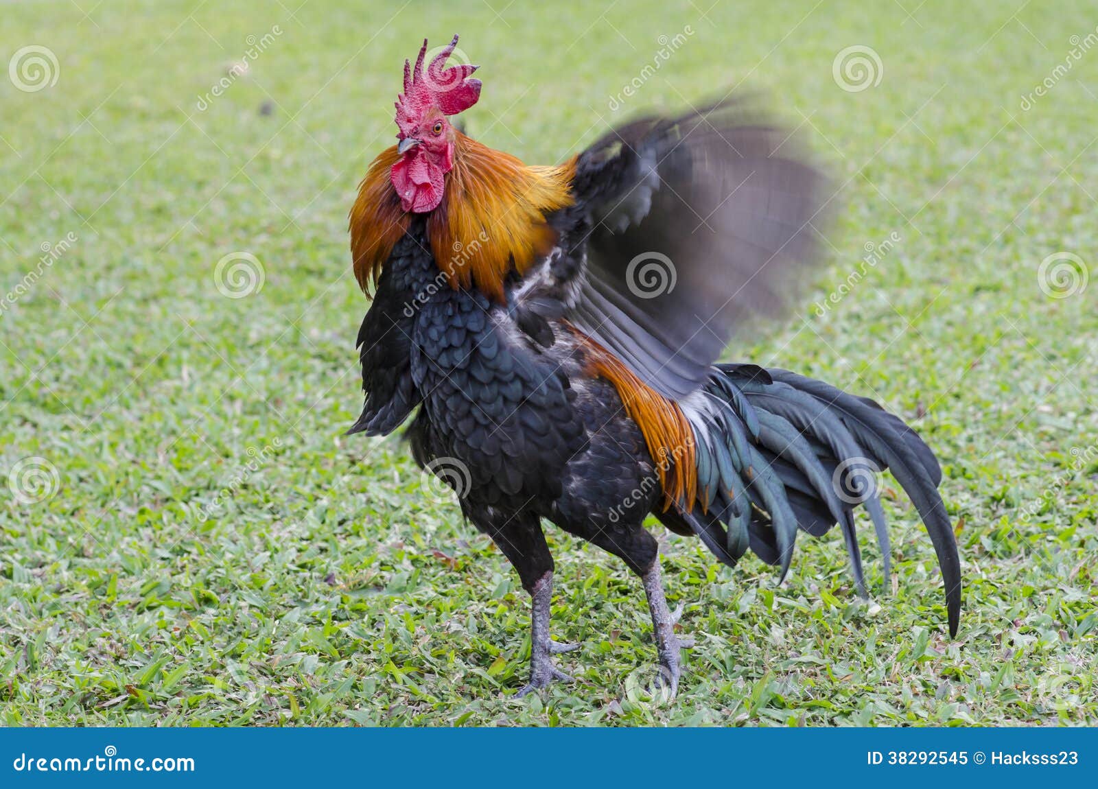 Beautyful thai Roosters stock image. Image of thailand - 38292545