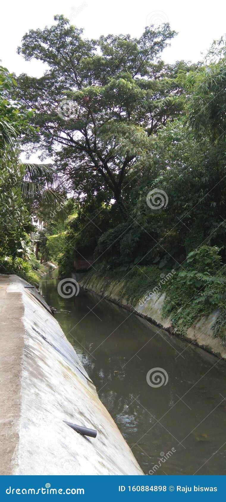 Beautyful tree stock photo. Image of water, beautyful - 160884898