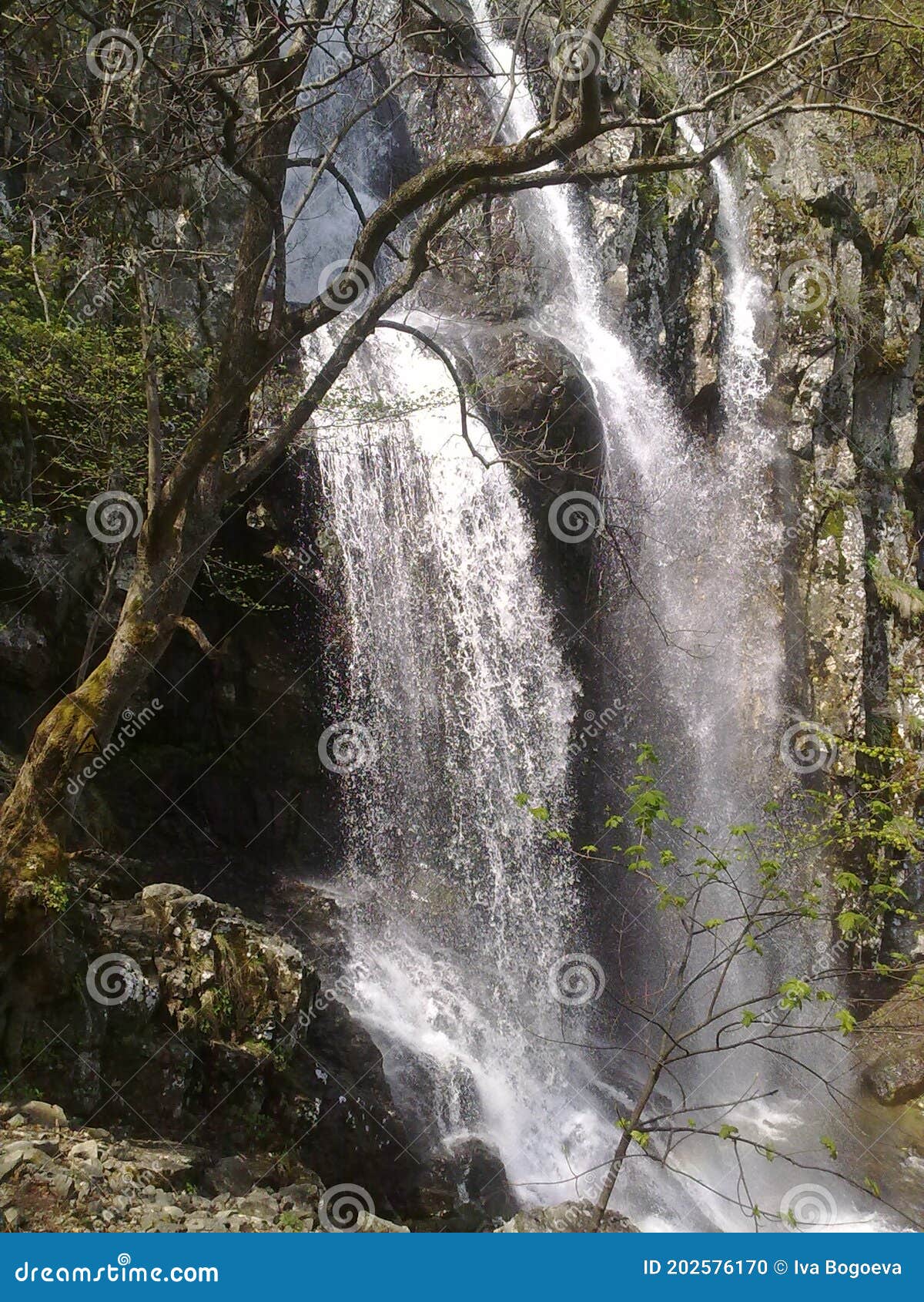 Beautyful Waterfall, Green Forest Tree Stock Photo - Image of waterfall ...
