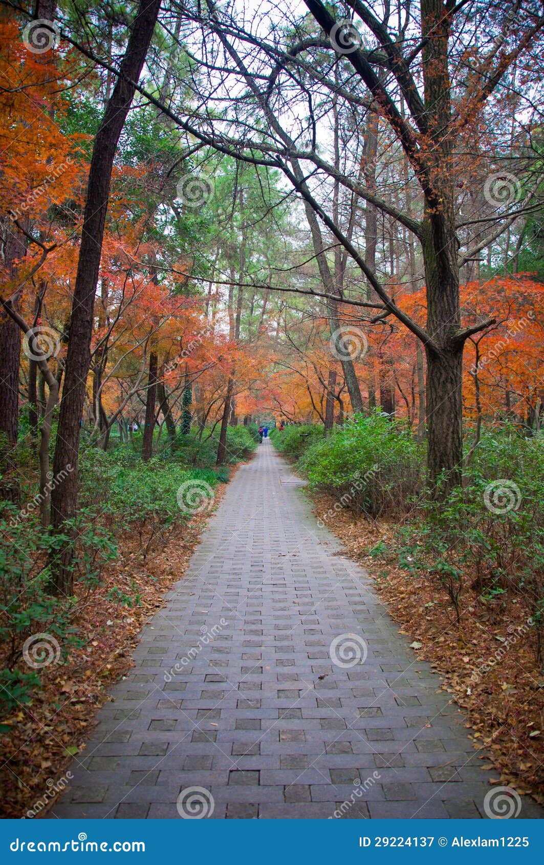 A beautyful way stock image. Image of forest, street - 29224137