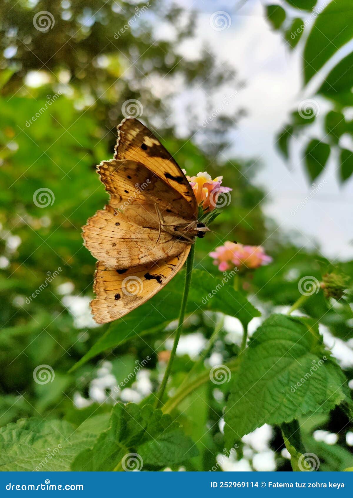 Beautyfull Death of a Butterfly Stock Photo - Image of animal ...