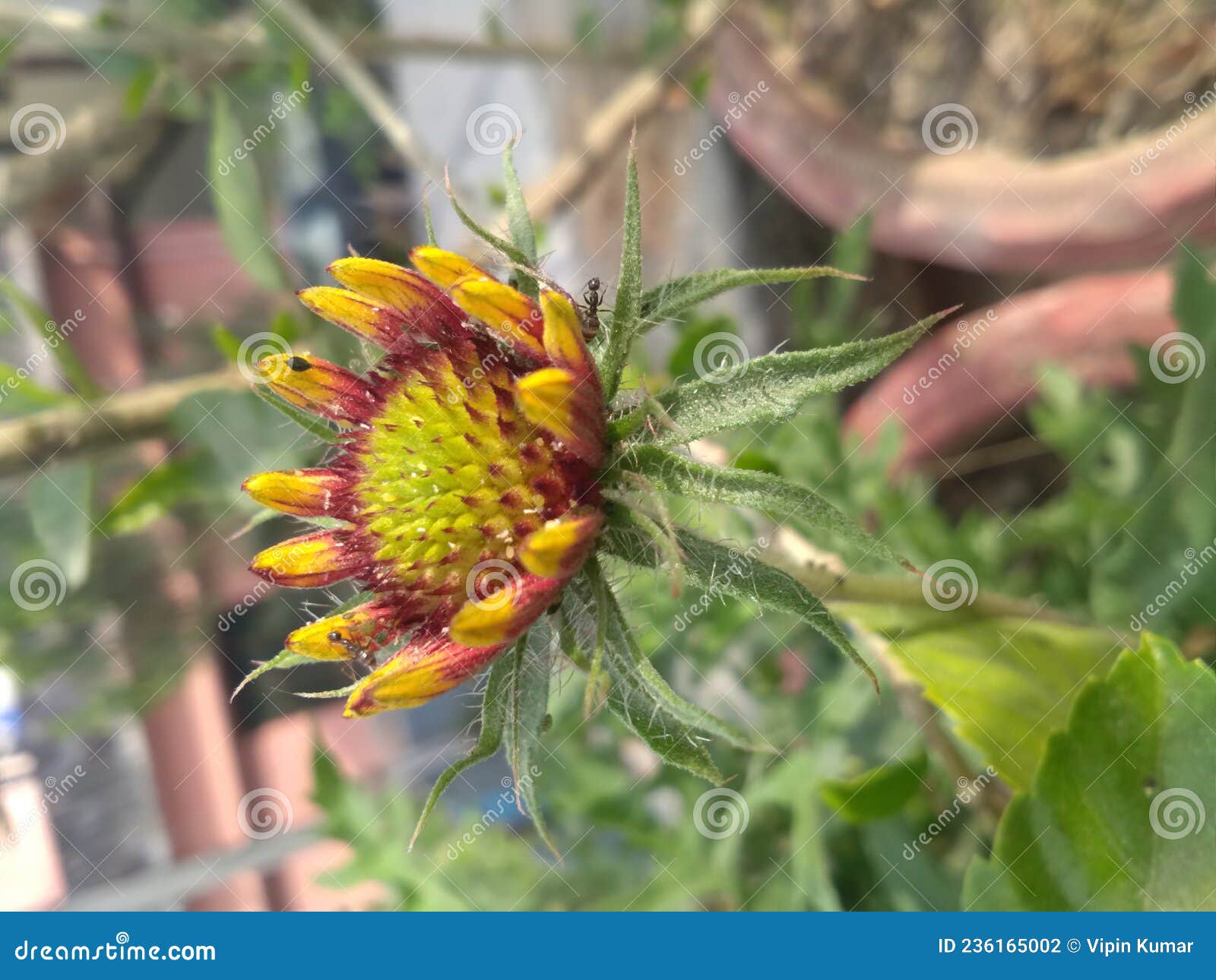 Beautyfull flower kali stock photo. Image of plant, leaf - 236165002