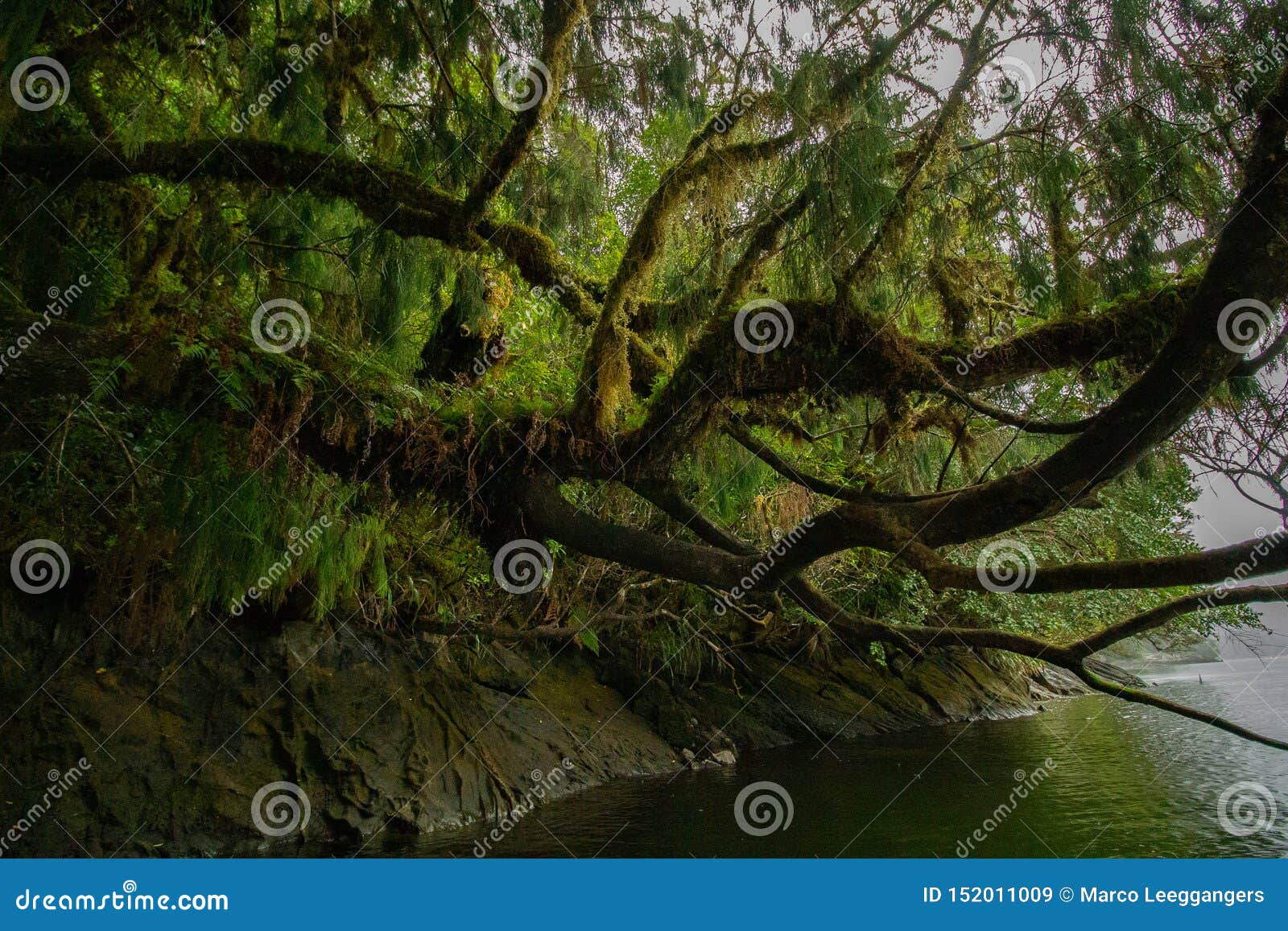 Beautyfull Tree Covered in Moss Hanging Over Water Stock Image - Image ...