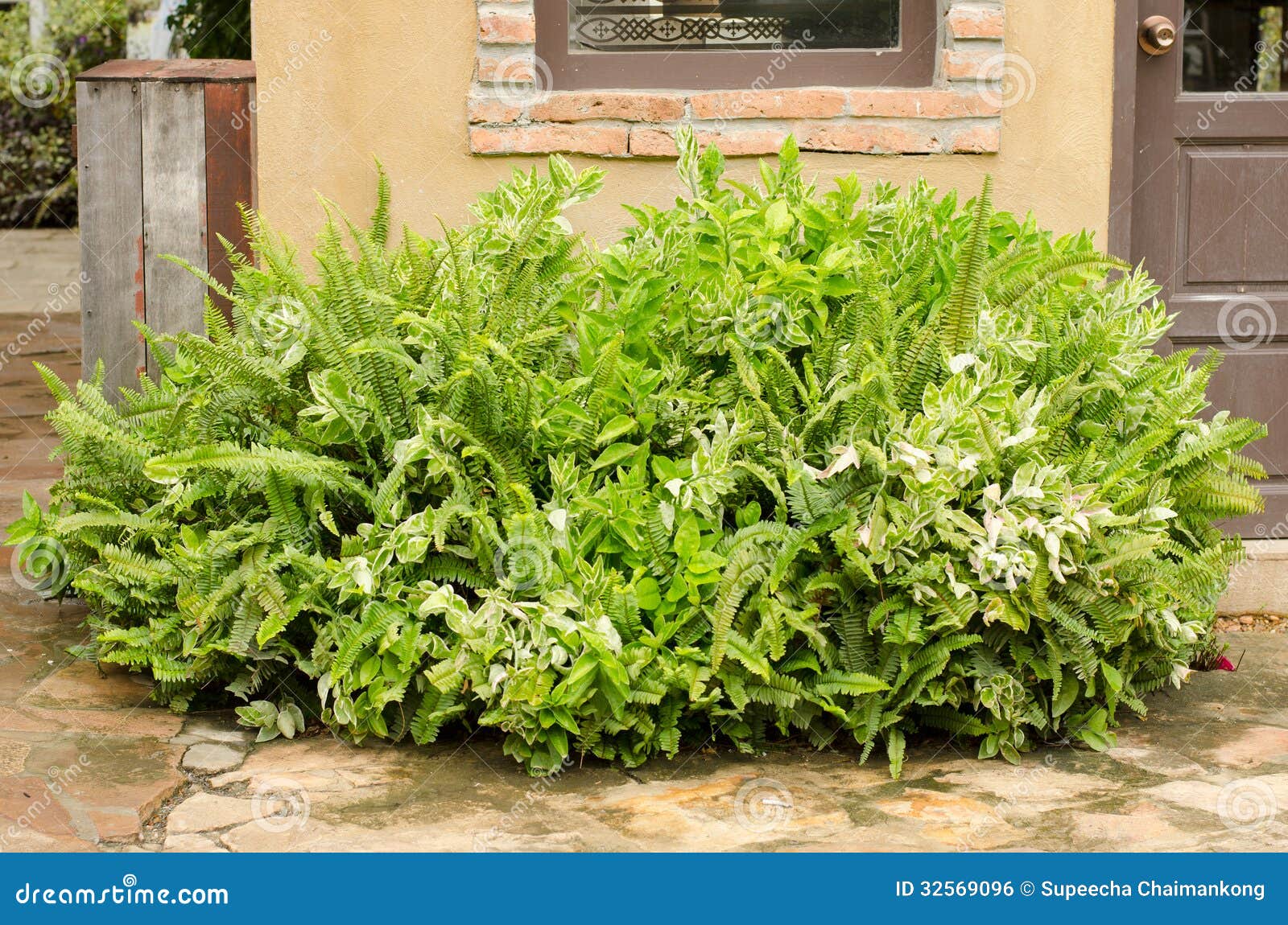 Beaux buissons photo stock. Image du lame, vieux, buisson - 32569096