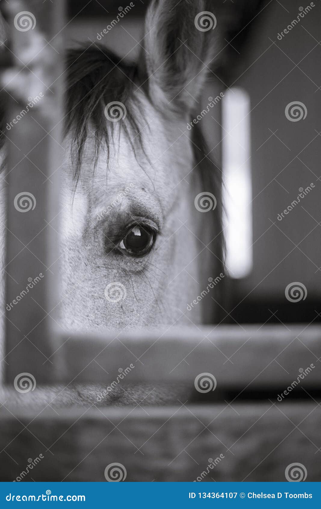 Beaux Chevaux En Texas Hill Country Image stock - Image du sunset ...