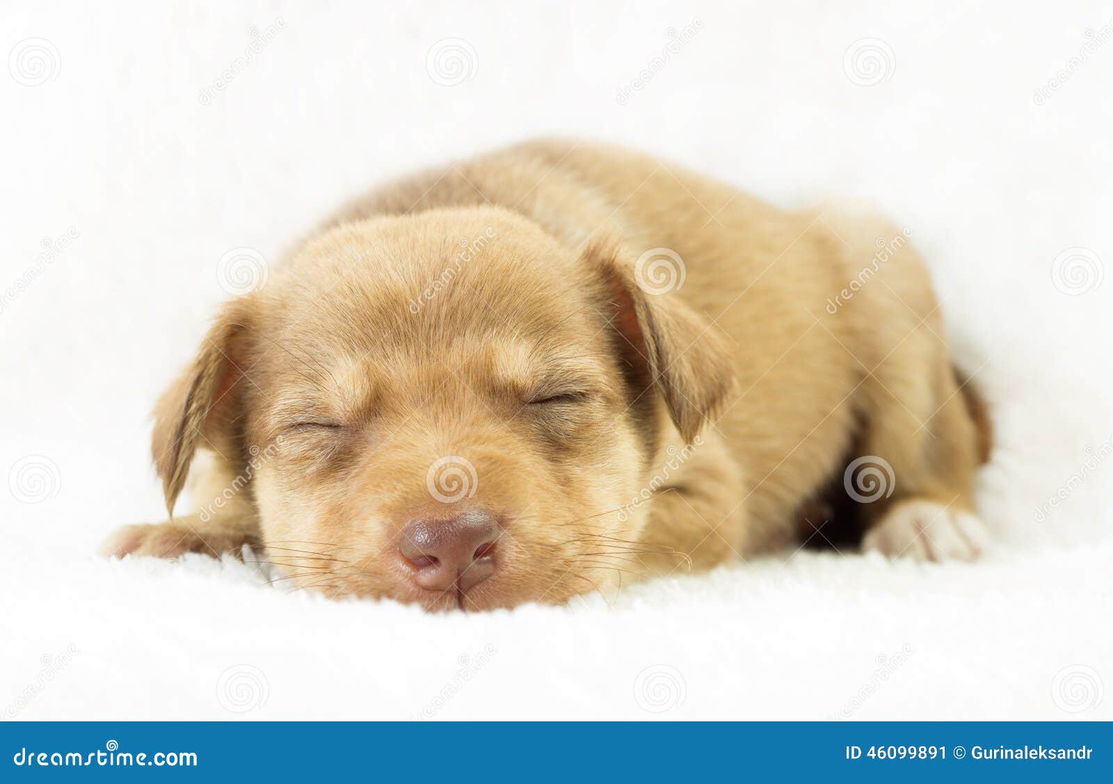 Beaux chiens de chiot image stock. Image du animaux, down - 46099891