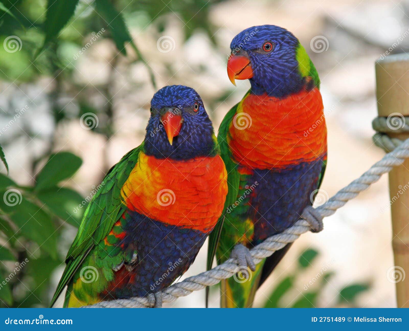 Beaux oiseaux exotiques image stock. Image du animal, exotique - 2751489