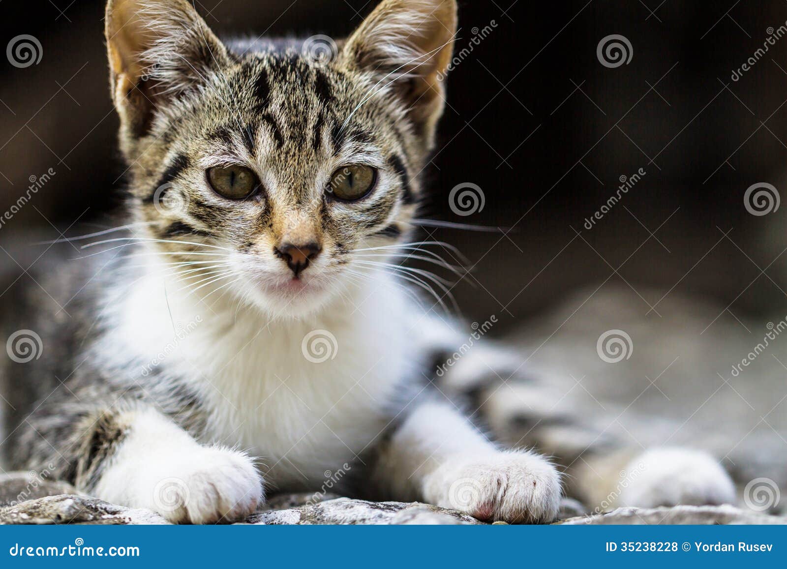 Beaux petits chats photo stock. Image du mignon, petit - 35238228
