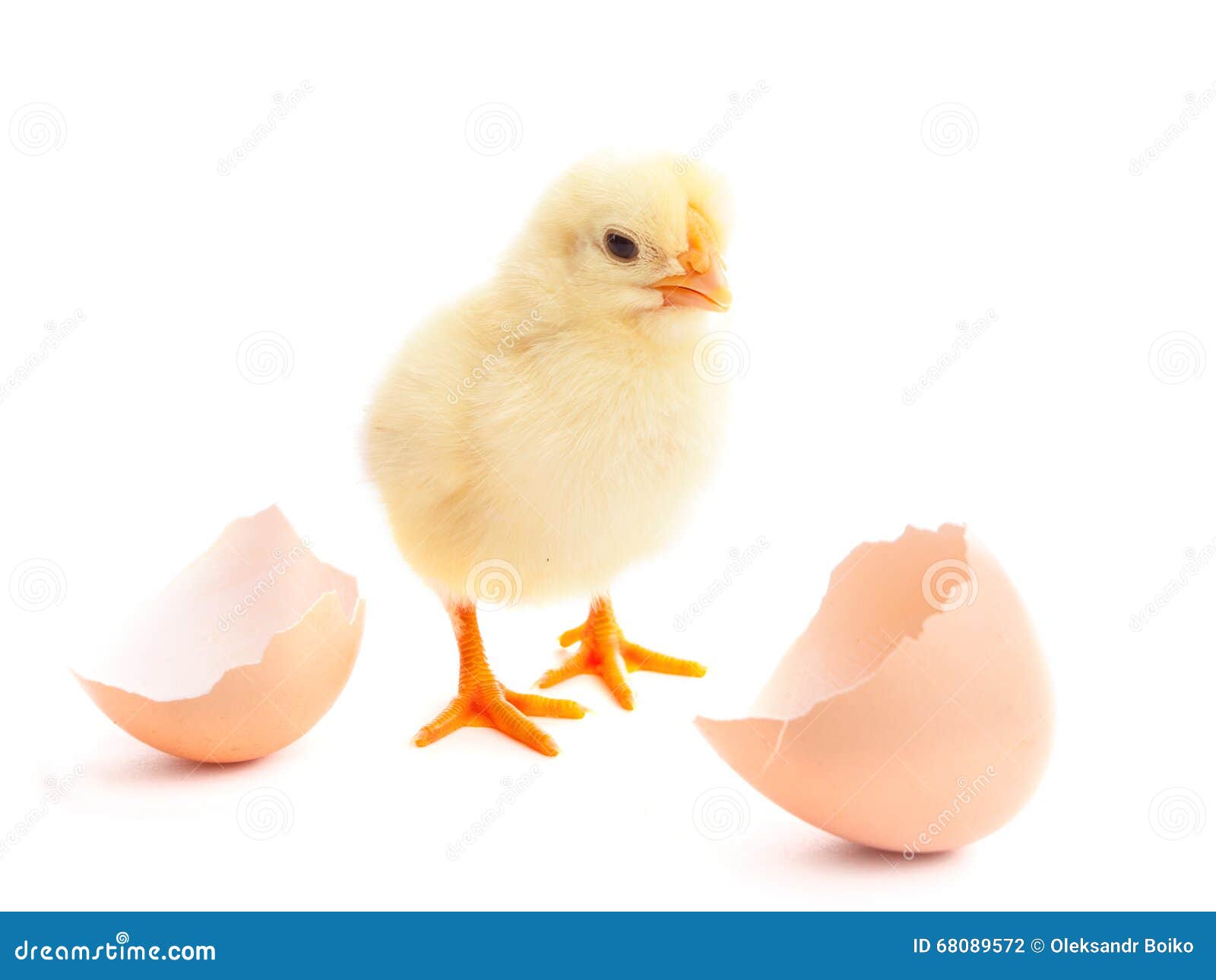 Beaux Petits Poussin Et Coquille D'oeuf Photo stock - Image du duvet ...