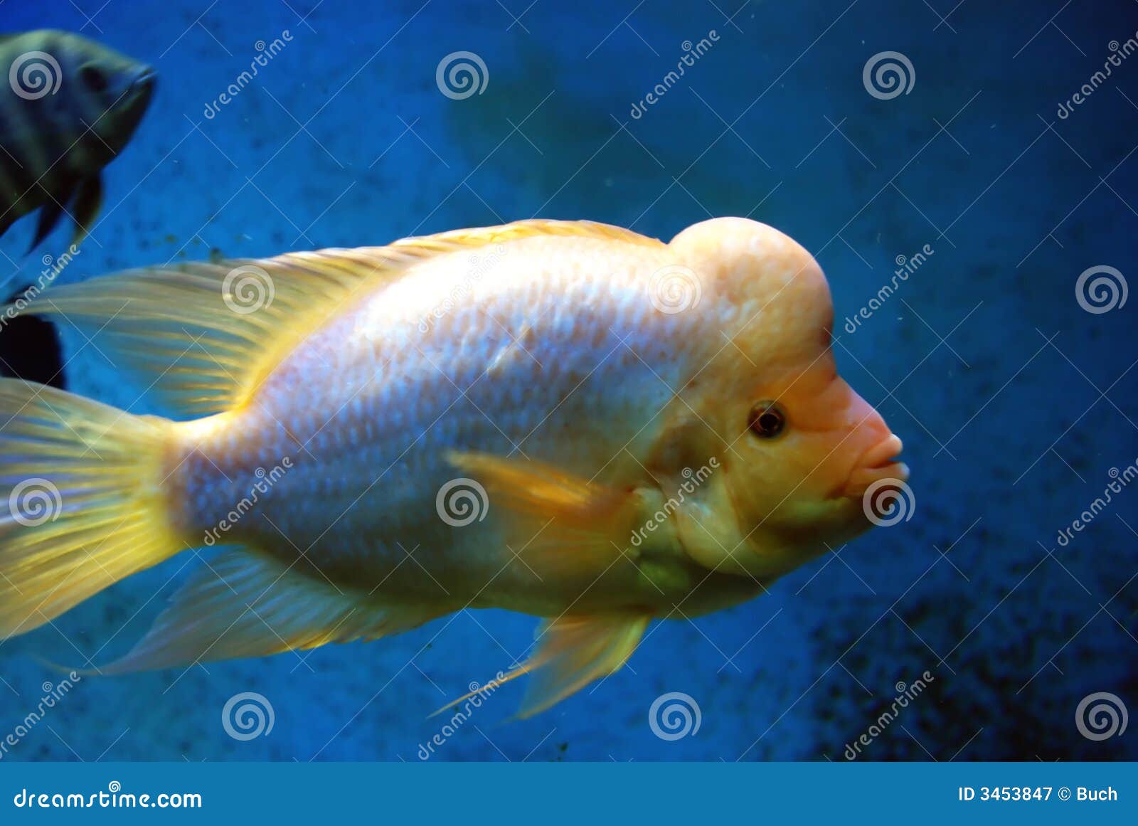 Beaux poissons image stock. Image du plongée, snorkeling - 3453847