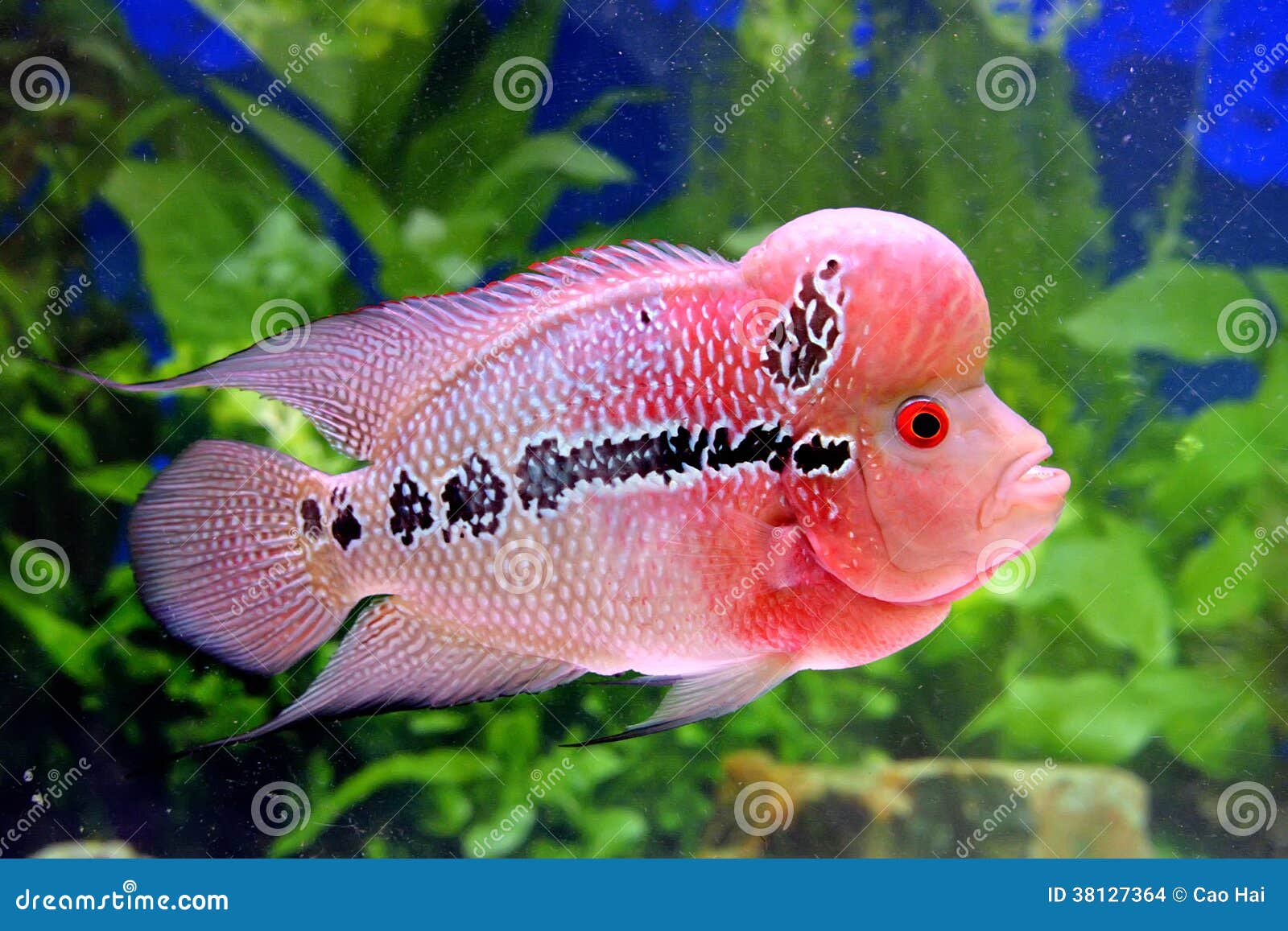Beaux Poissons D'aquarium Dans Le Rose Photo stock - Image du bain ...
