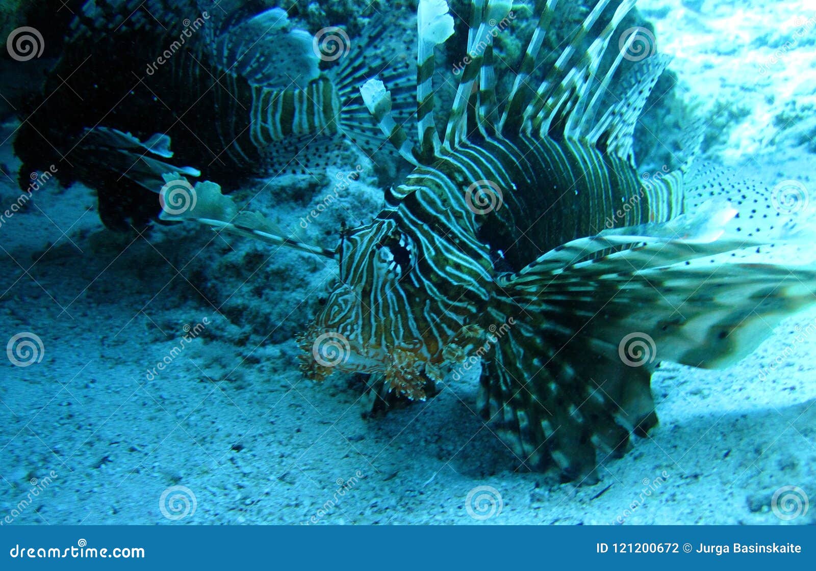 Beaux Poissons En Mer Rouge, Egypte Photo stock - Image du oeil, egypte ...