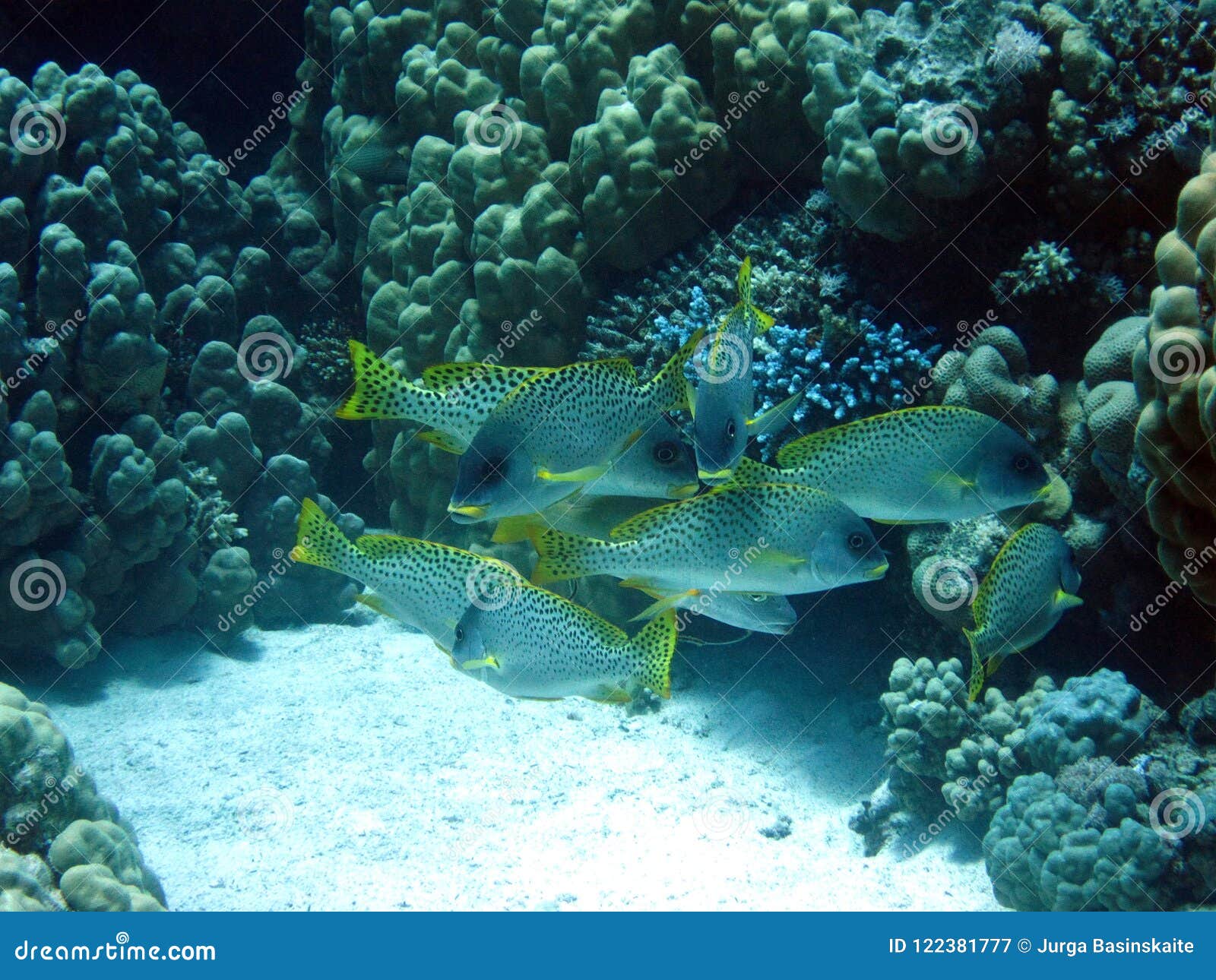 Beaux Poissons En Mer Rouge, Egypte Image stock - Image du oeil ...