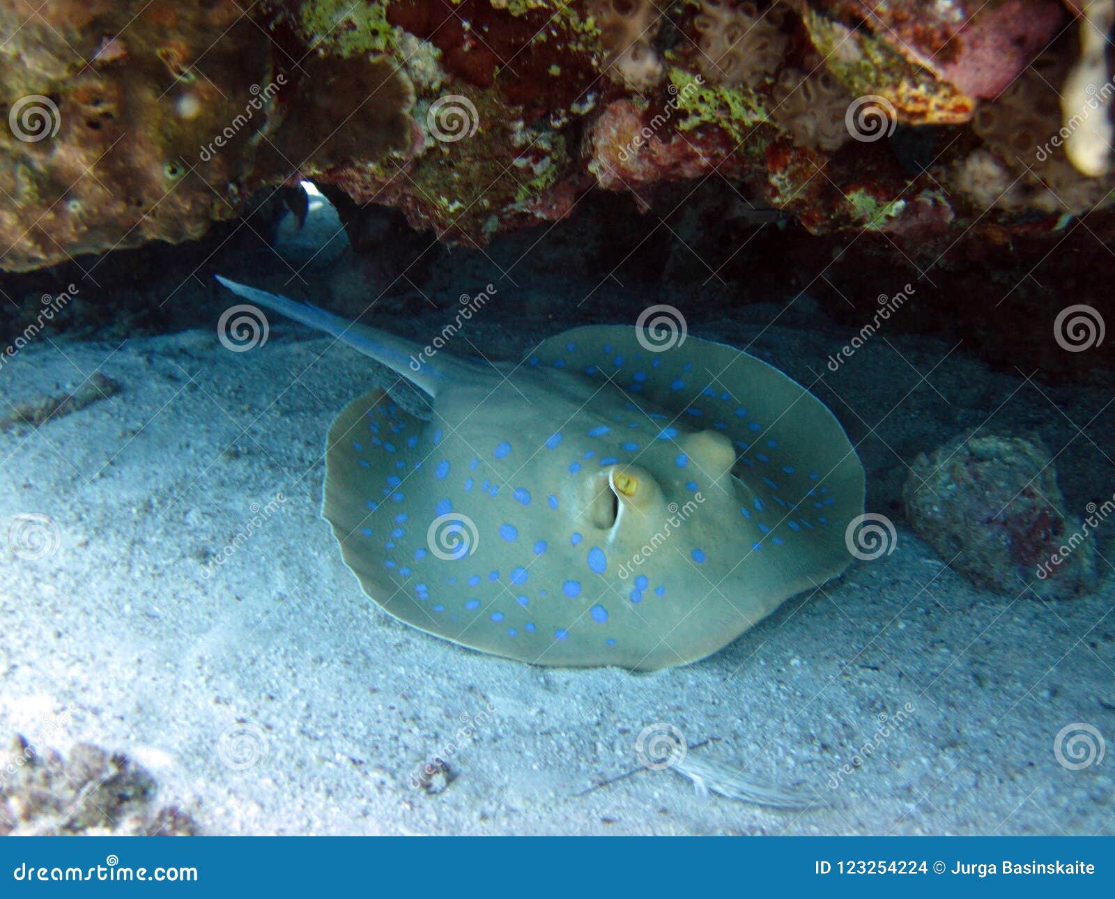 Beaux Poissons En Mer Rouge, Egypte Photo stock - Image du fond, faune ...