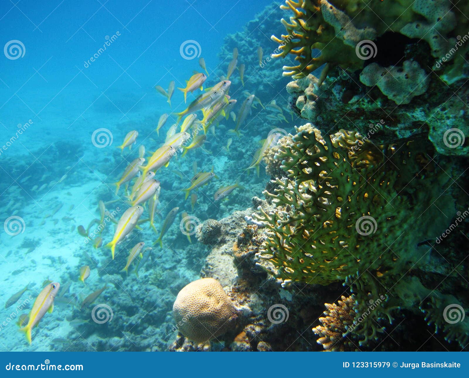 Beaux Poissons En Mer Rouge, Egypte Image stock - Image du animal, oeil ...