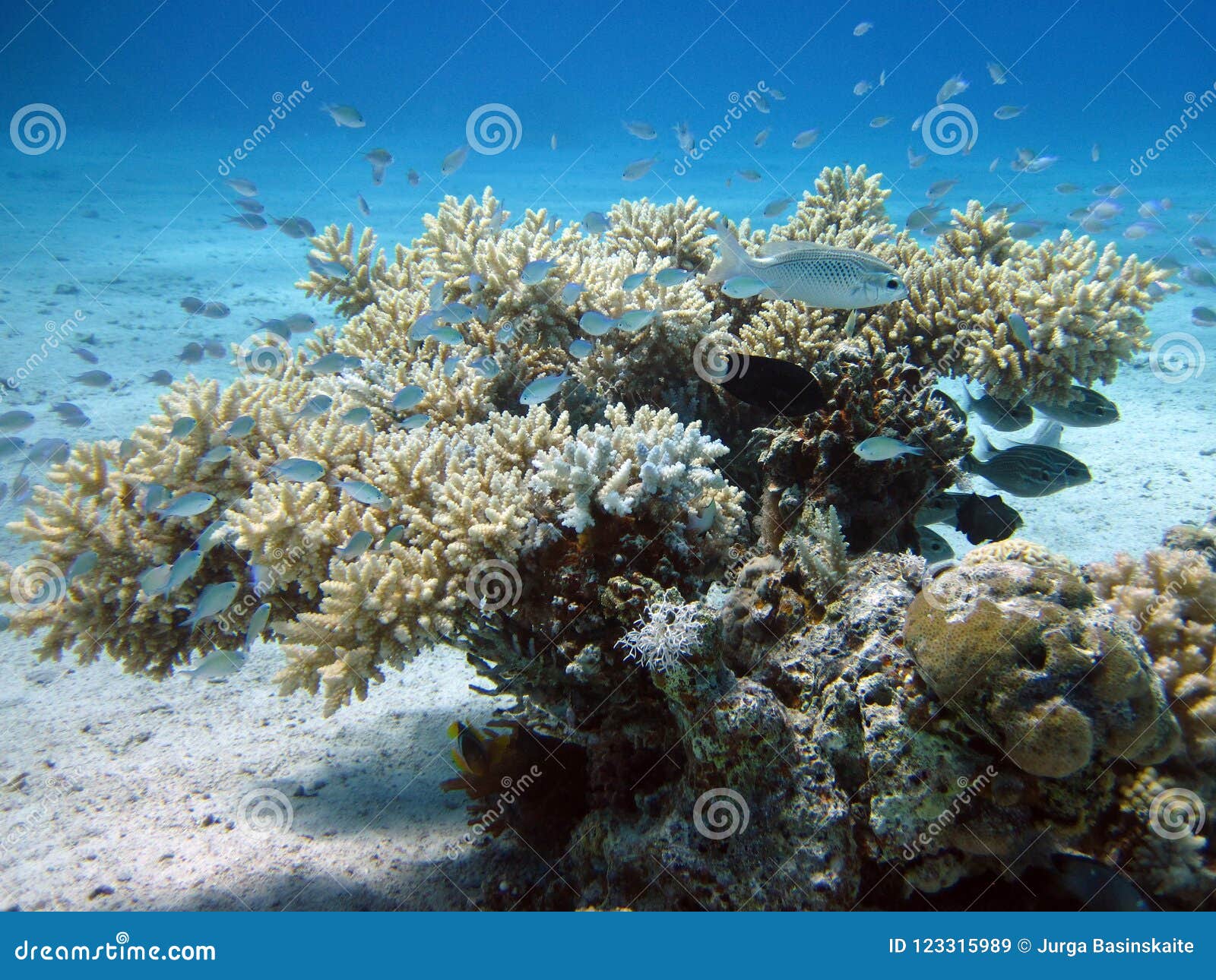 Beaux Poissons En Mer Rouge, Egypte Image stock - Image du faune, rayé ...