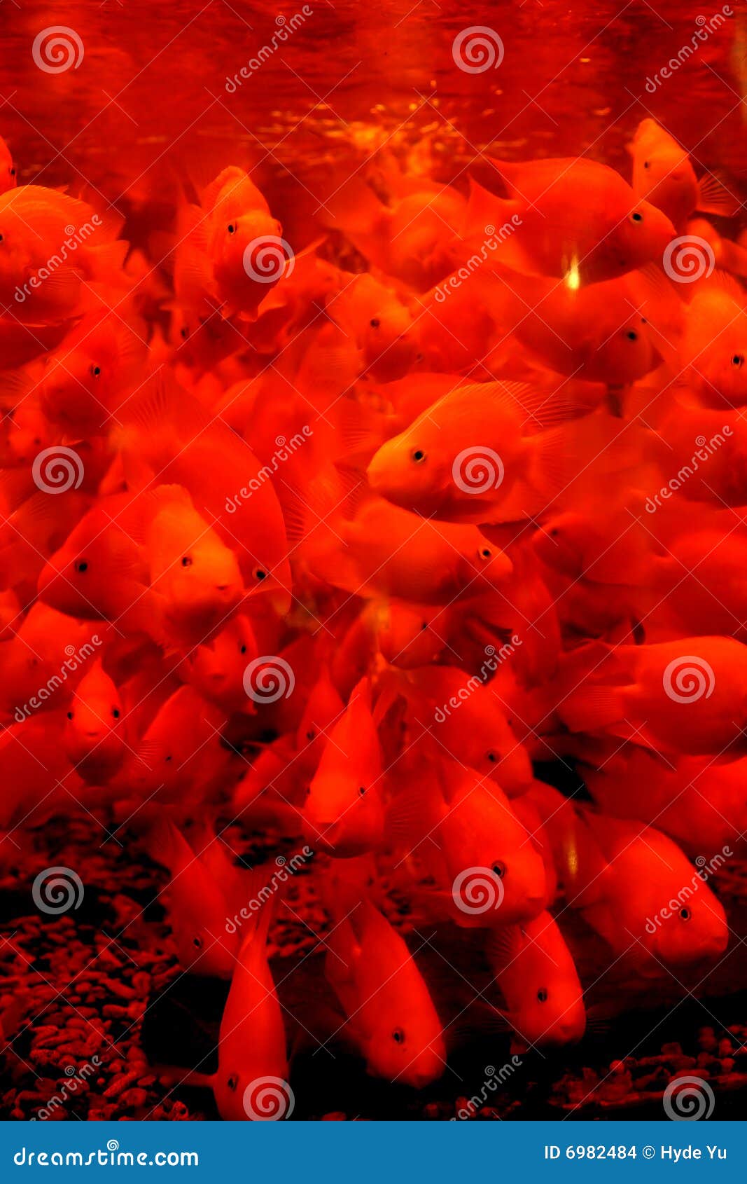 Beaux poissons rouges photo stock. Image du rouge, technologie - 6982484