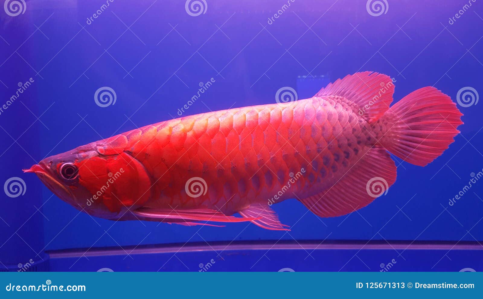 Beaux Poissons Rouges D'Arowana Image stock - Image du animal, beau ...