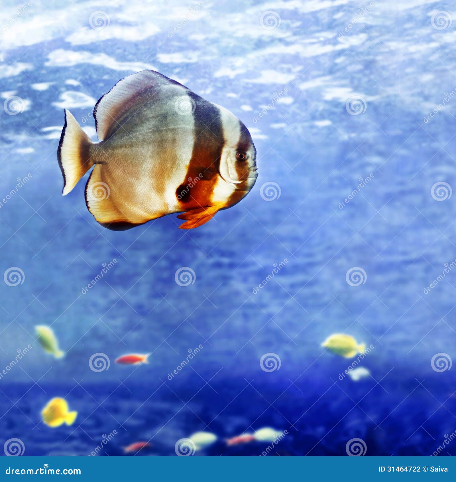 Beaux poissons tropicaux photo stock. Image du marin - 31464722