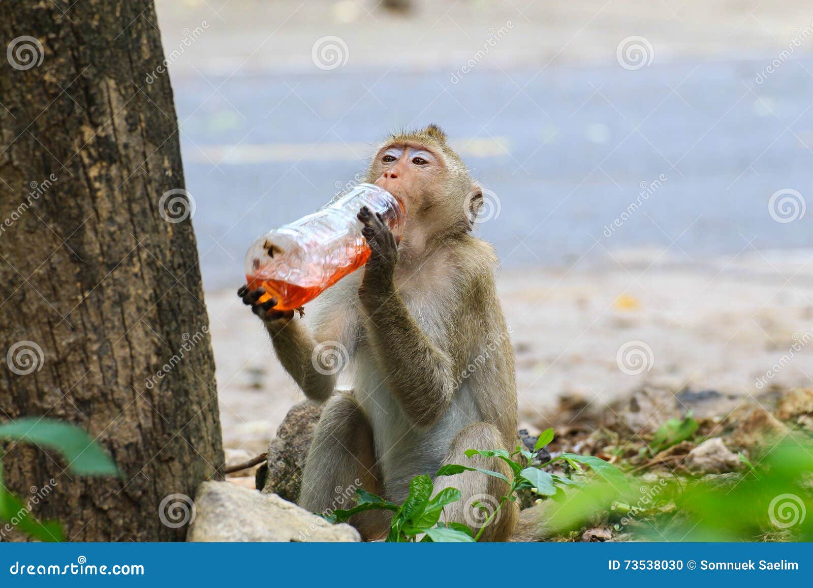 Beaux singes, singe drôle photo stock. Image du pâturage - 73538030