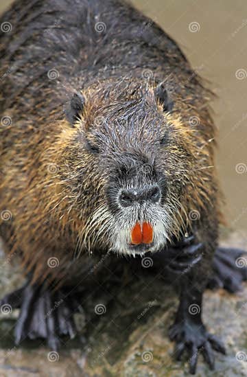 Beaver stock photo. Image of coypus, american, latin - 15310596