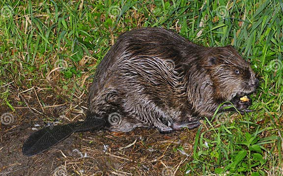 Beaver stock photo. Image of castor, saxony, watching - 15801280