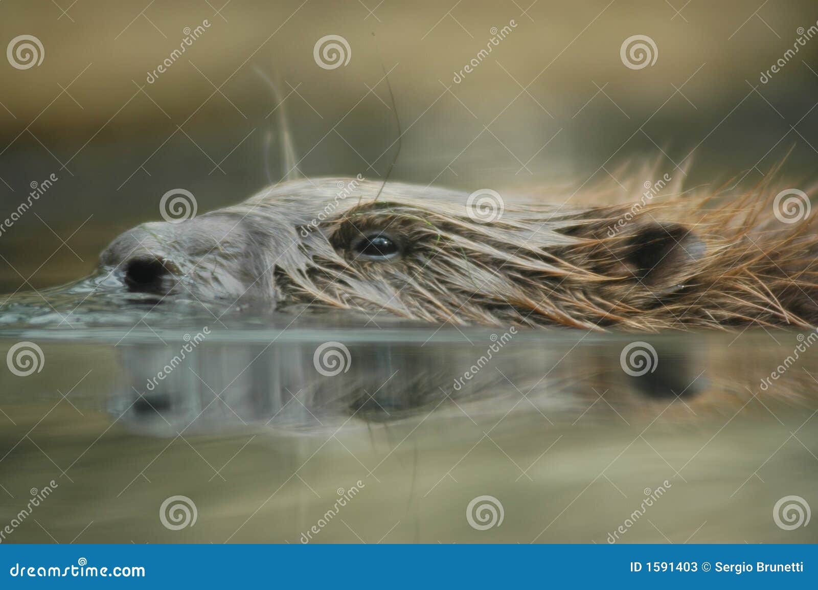 Beaver stock image. Image of beaver, animal, nose, swimming - 1591403