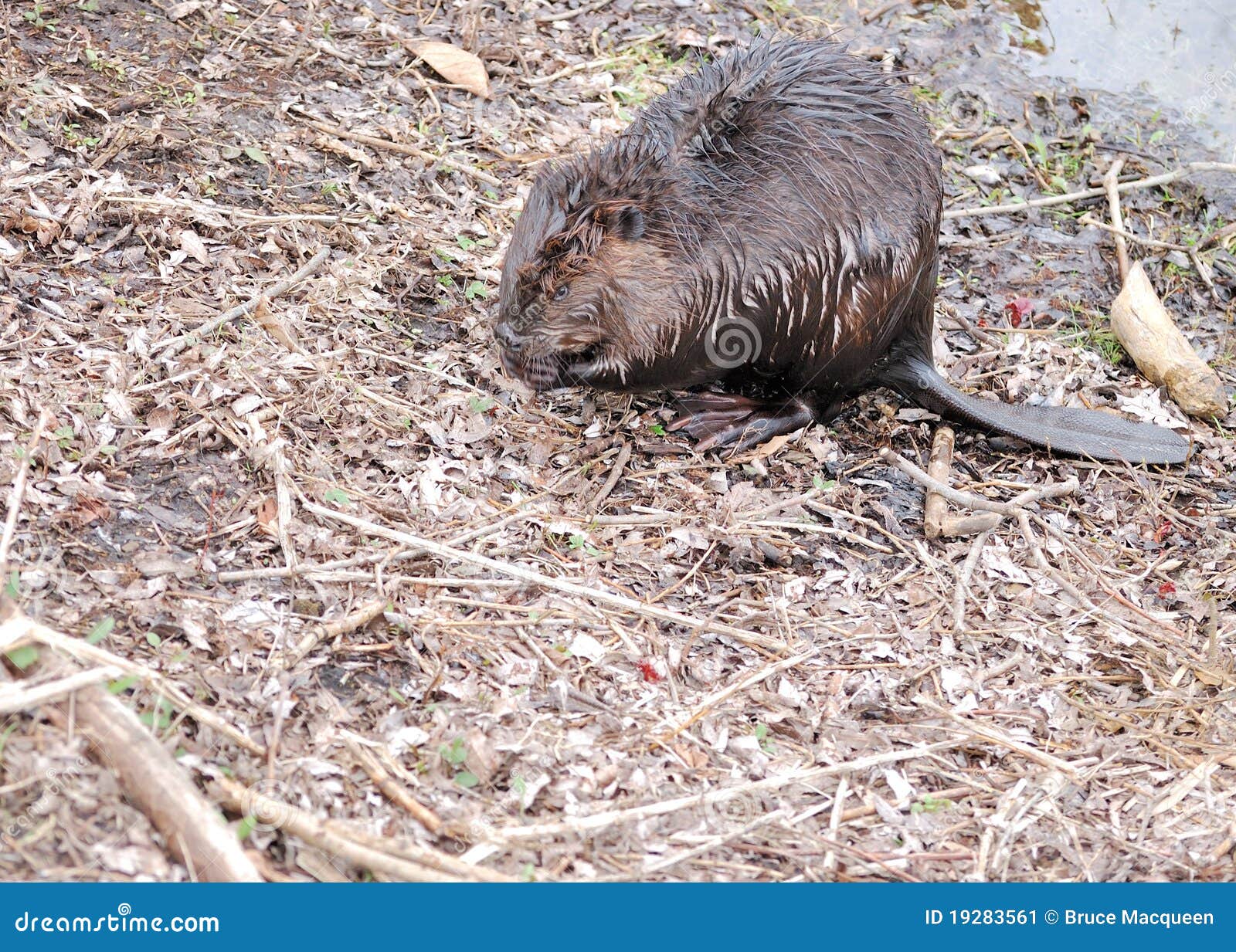 Beaver stock image. Image of organism, mammal, beaver - 19283561